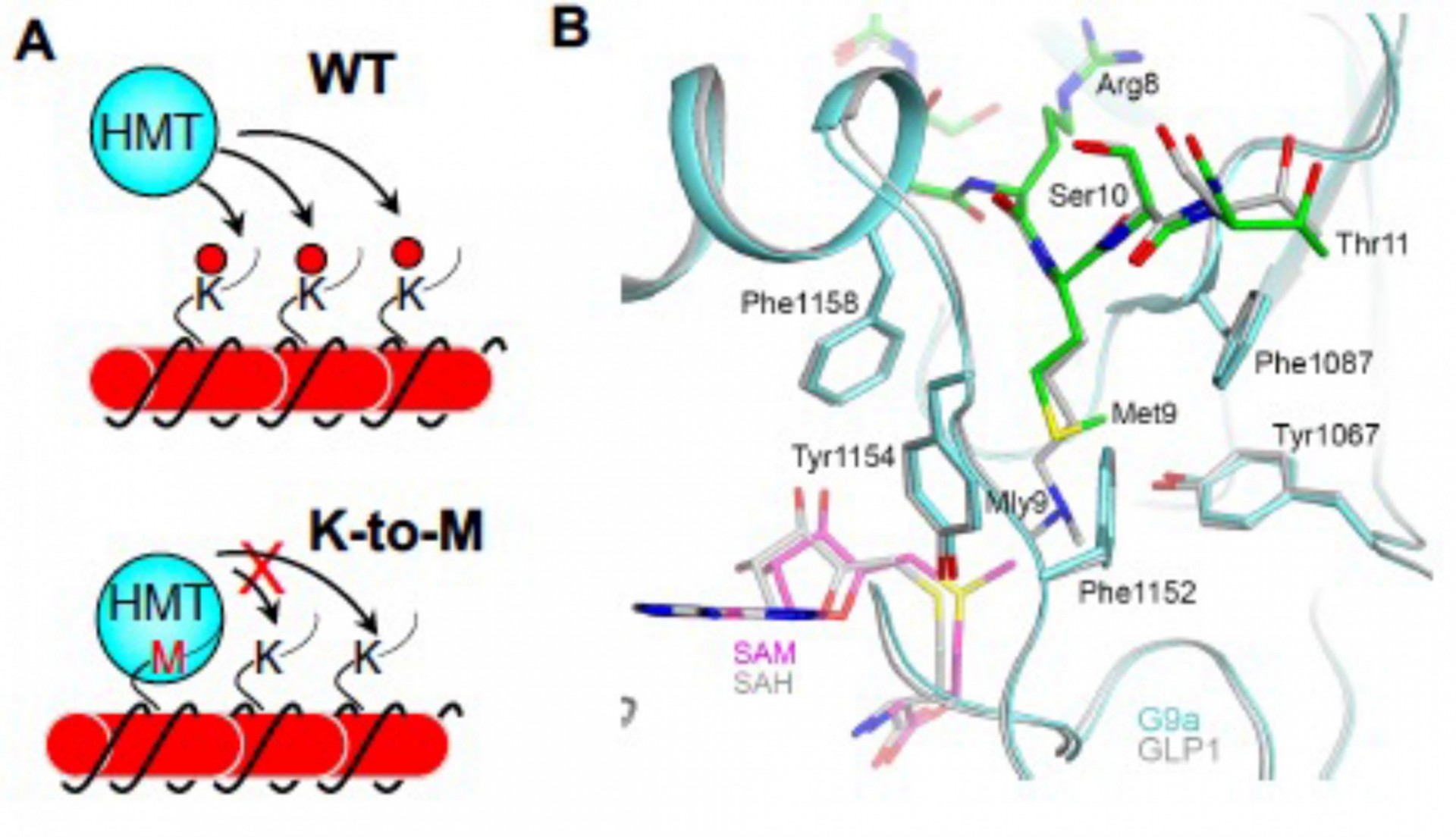 Oncogenic histone mutations | Jia Lab Oncogenic histone mutations | Jia Lab
